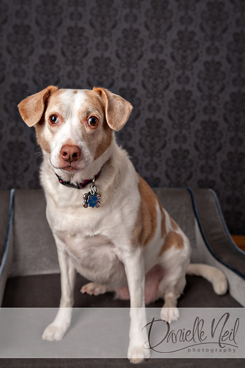Dog Photography In The Studio { Boardman Pet Photographer }
